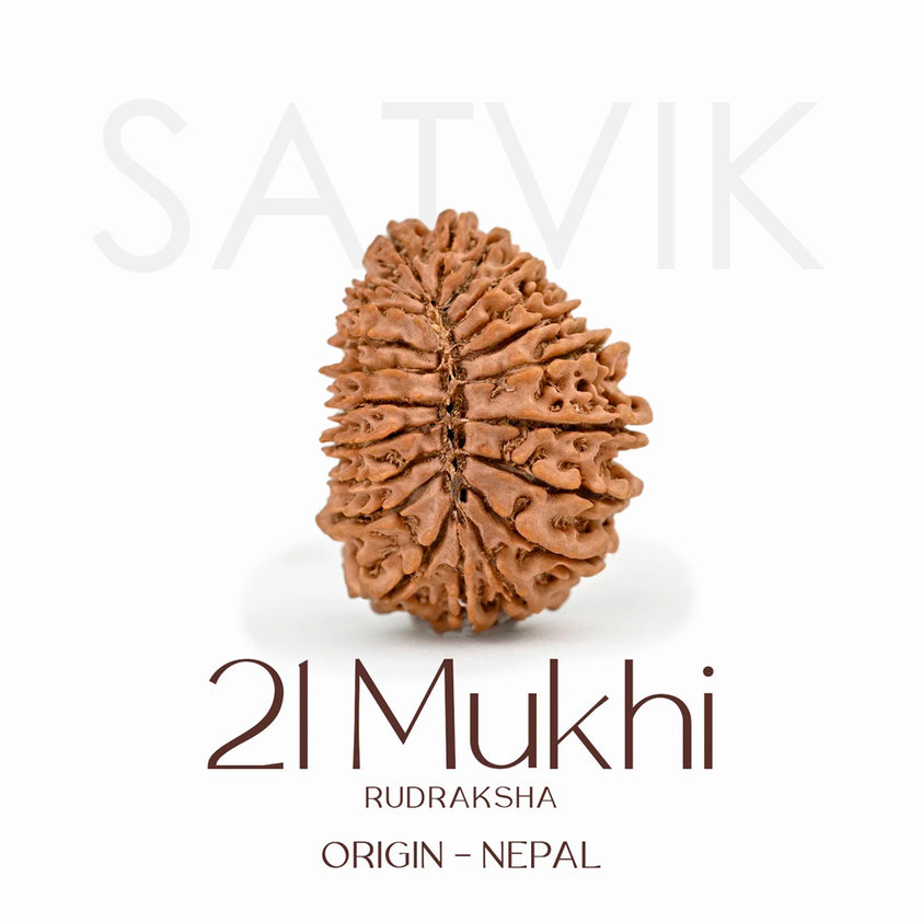 Buy 21 Mukhi Rudraksha for Wealth & Divine Grace | Satvikstore.in ...